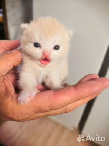Котята персидская шиншилла