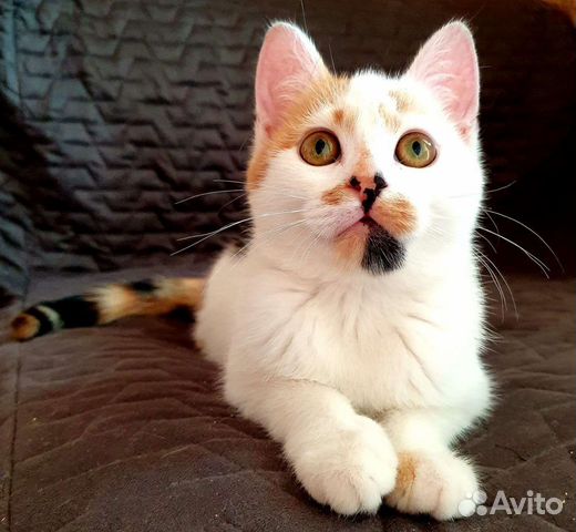 Скромная и игривая Дженифер