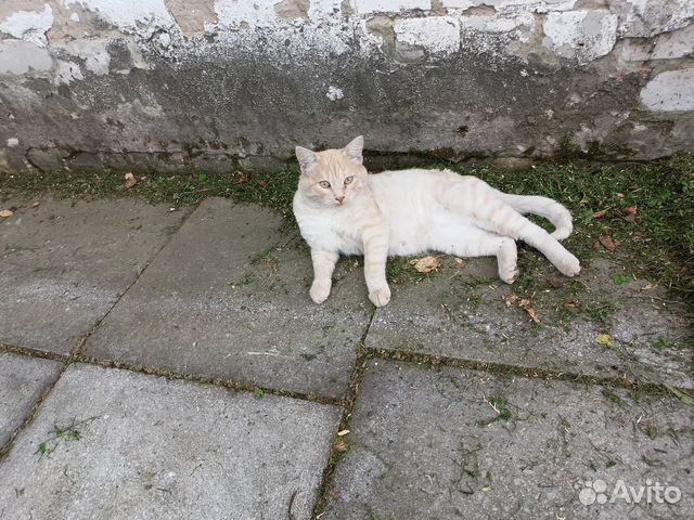 Отдам кота в добрые руки