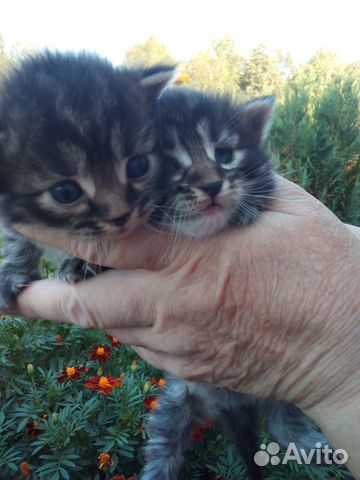 Котята в добрые руки бесплатно