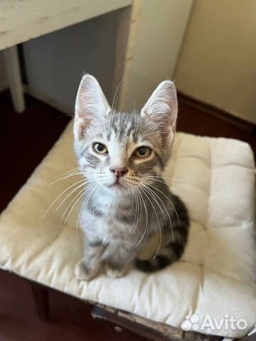 Котёнок голубой мерле