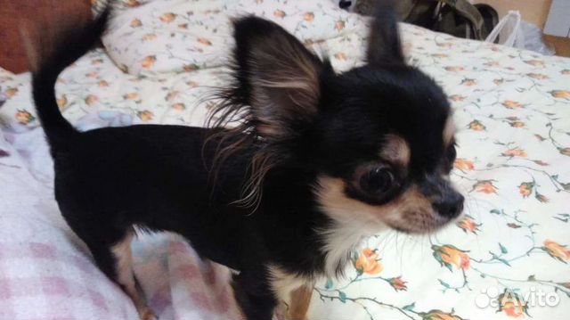 Потерялась собака