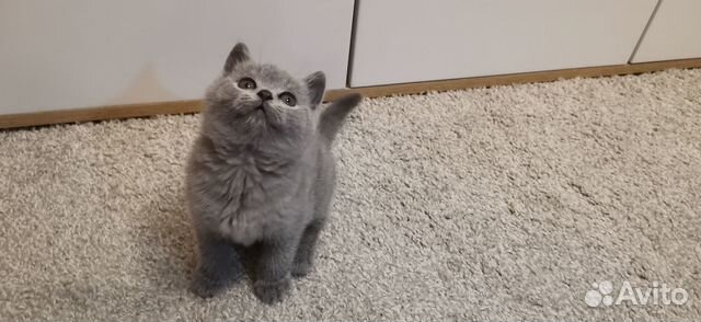 Британский котенок