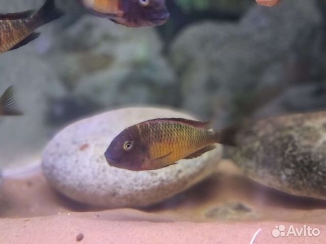 Трофеусы (tropheus)