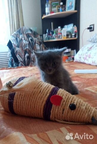 Котёнок нибелунг