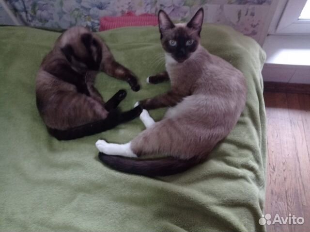 Котята тайские и сноу шу