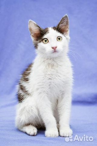 Трогательная малышка котенок Арья 2,5 месяца в дар