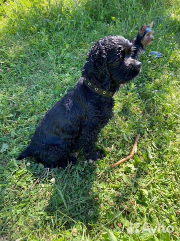 Вязка английский кокер спаниель