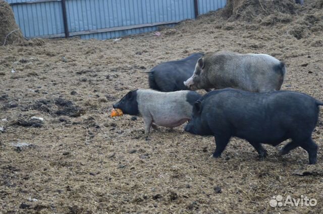 Вьетнамск вислобрюхий поросенок