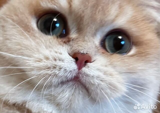 Мальчик BRI cy 12, отец дш