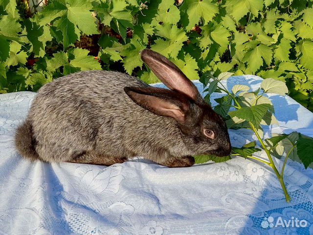 Кролики Полтавское серебро
