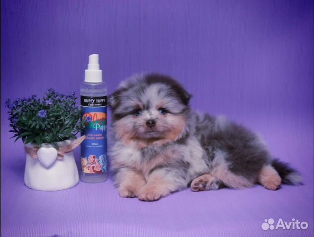 Померанский шпиц мерле голубой мрамор