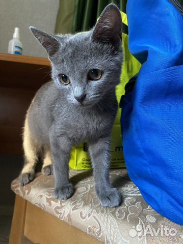 Отдам котенка британку в добрые руки бесплатно