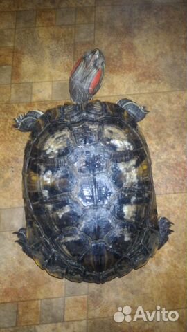 Водная красноухая черепаха отдам в хорошие руки