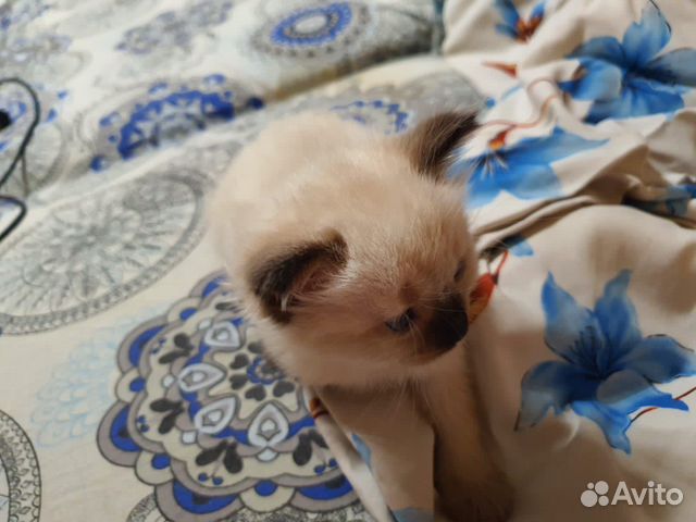 Котенок белый