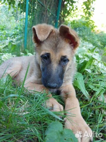 Собака щенок в добрые руки привезу бесплатно