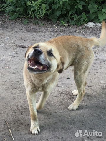 Милейший пёс ищет добрую семью