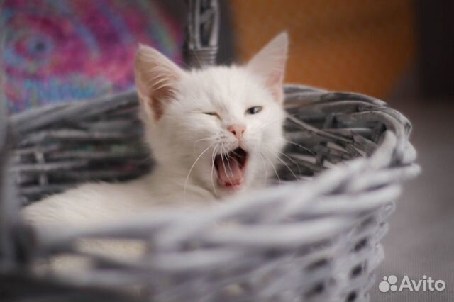 Котенок белый