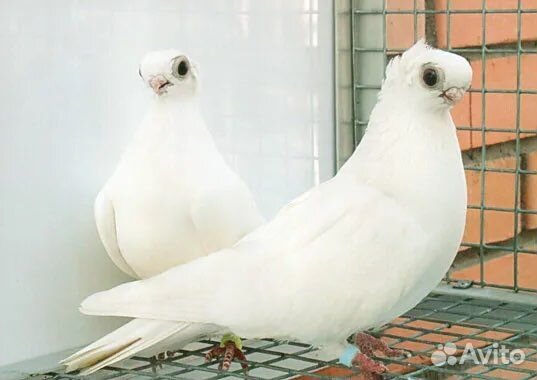 Продаём голубей