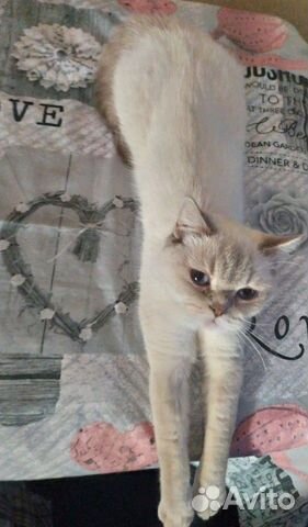 Кошка. Вязка. Симферополь