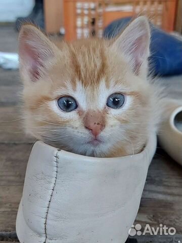 Котенок в добрые руки