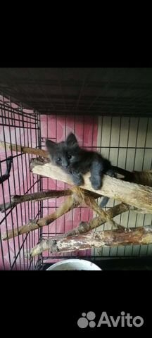 Котенок нибелунг