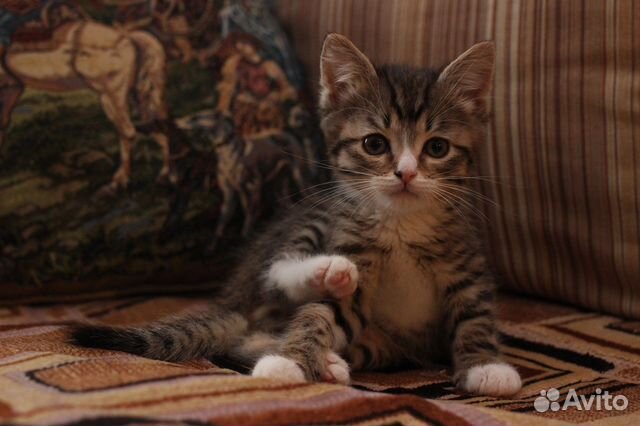 Котенок 2 месяца Максик