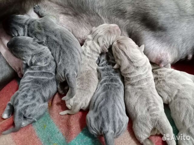 Мастино дети