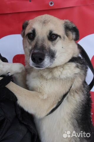 Собака в добрые руки