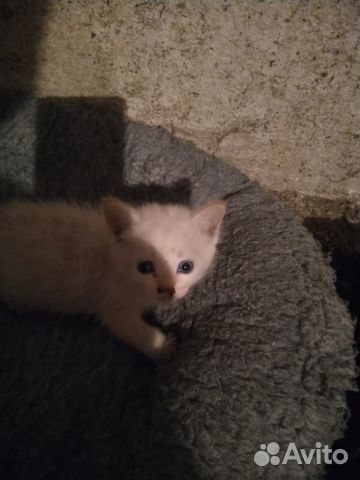 Котенок