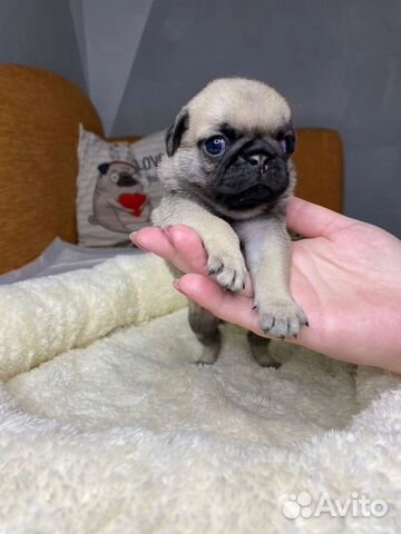 Мопс щенки бежевые