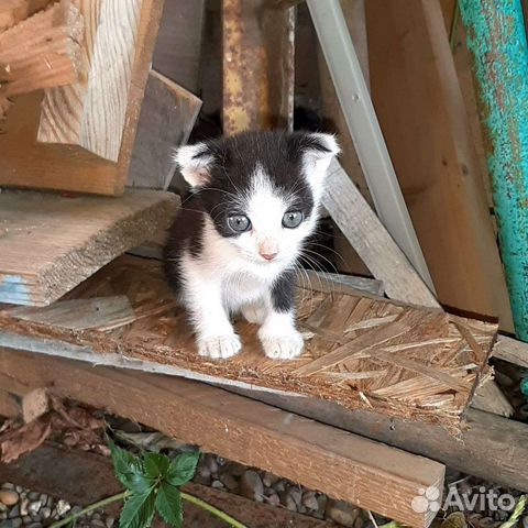 Котята от британки