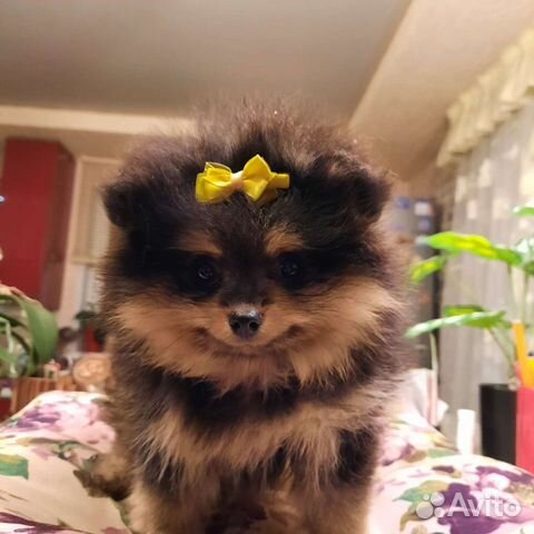 Шпицулька красотка