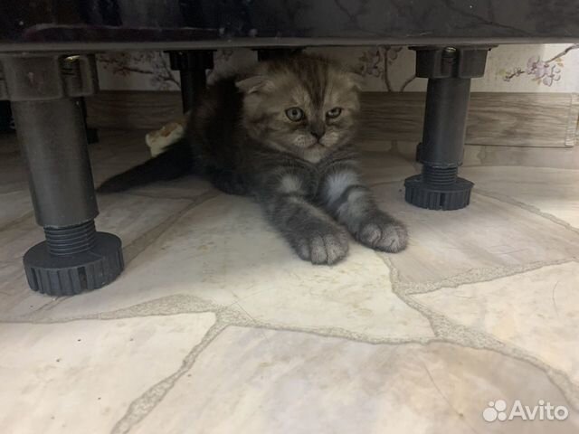 Британские котята