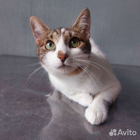 Кошка в дар