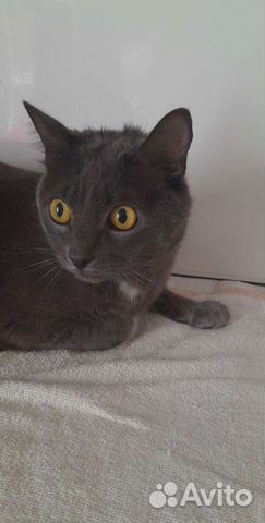 Русский голубой кот Морис в добрые руки