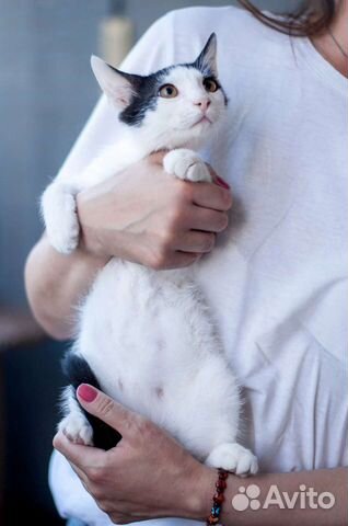 Котенок мальчик Саймон 3,5 мес