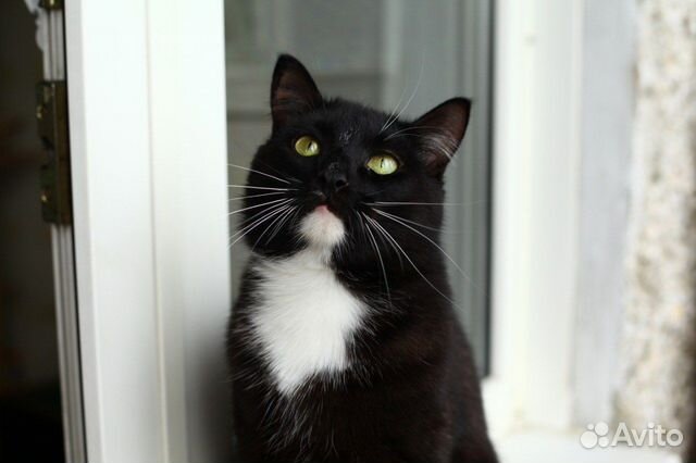 Кот в добрые руки