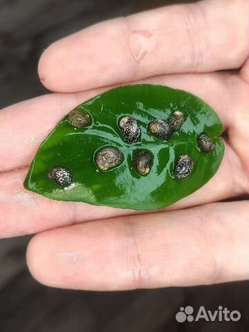 Аквариумные улитки Теодоксусы