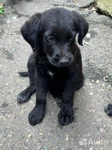 Щенки бесплатно