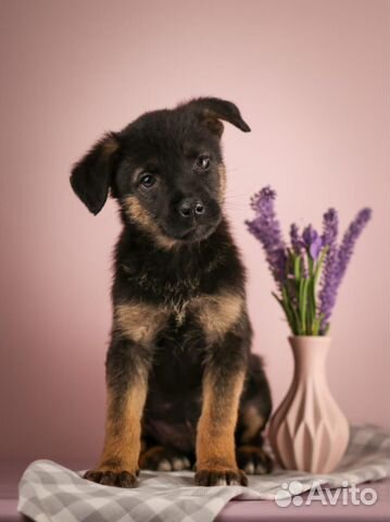 Маленький щеночек Стрелочка ищет дом