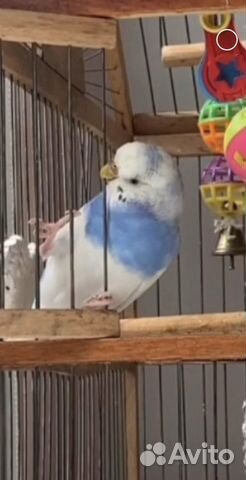 Улетел волнистый попугай