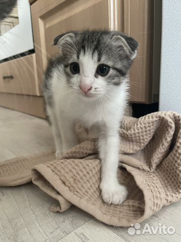 Вислоухий котенок