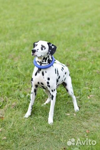 Далматин в добрые руки