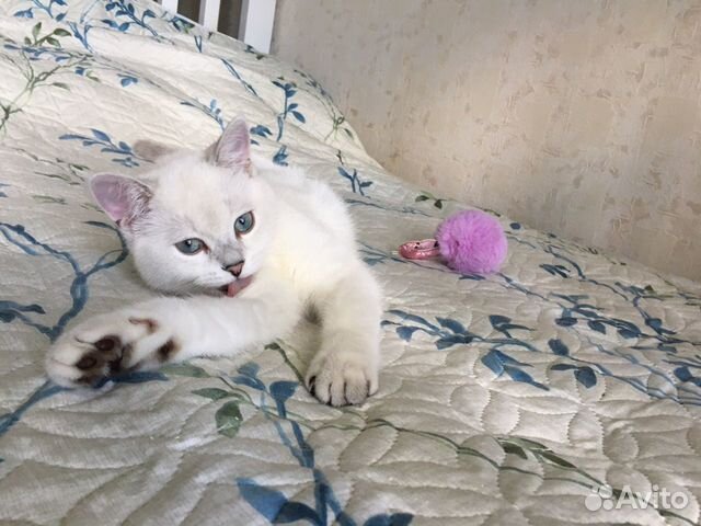 Котёнок британская серебристая шиншилла