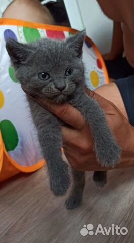 Британские котята