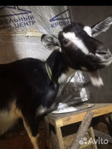 Коза дойная