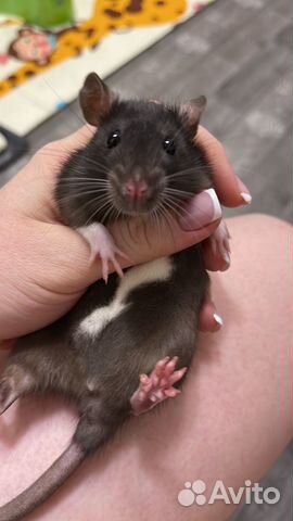 Крыса Ириска + клетка,гамак,домик в добрые руки