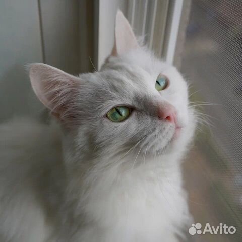 Турецкая ангора ищет дом