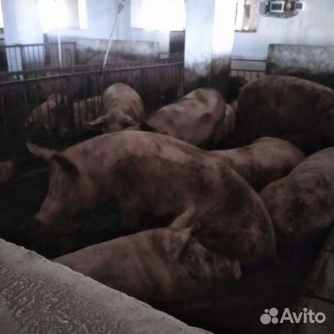 Поросенок темп и ландрас